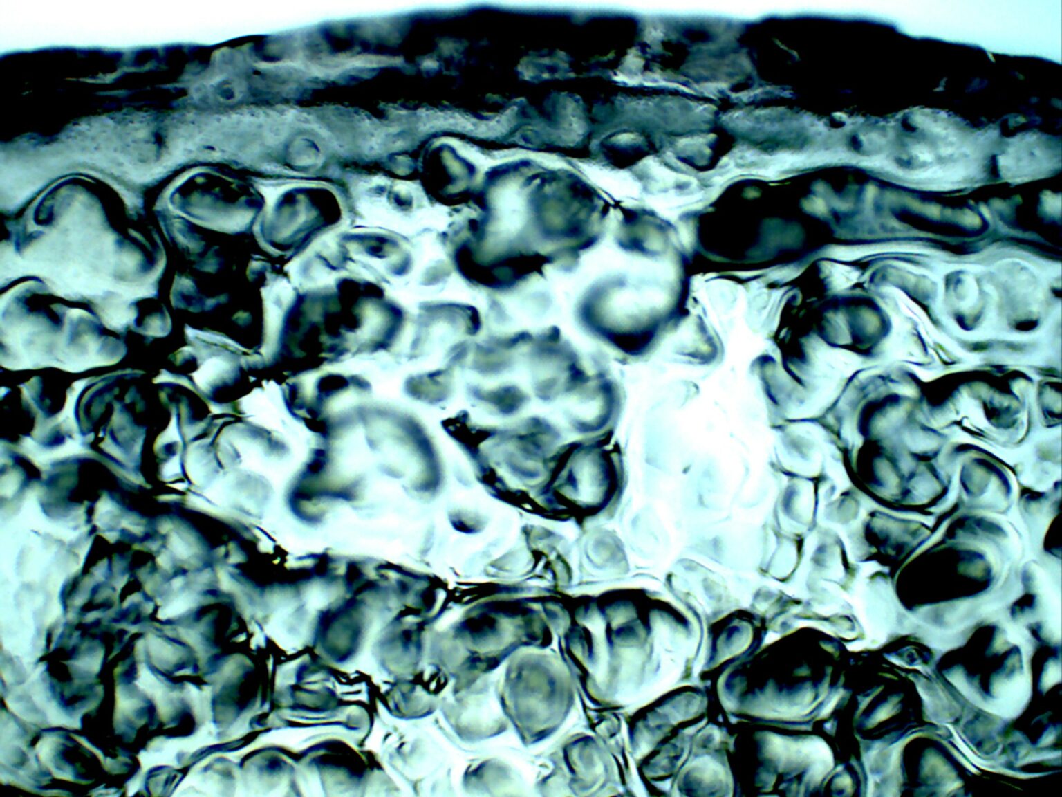SCS Formulate du 11 au 12 novembre 2025